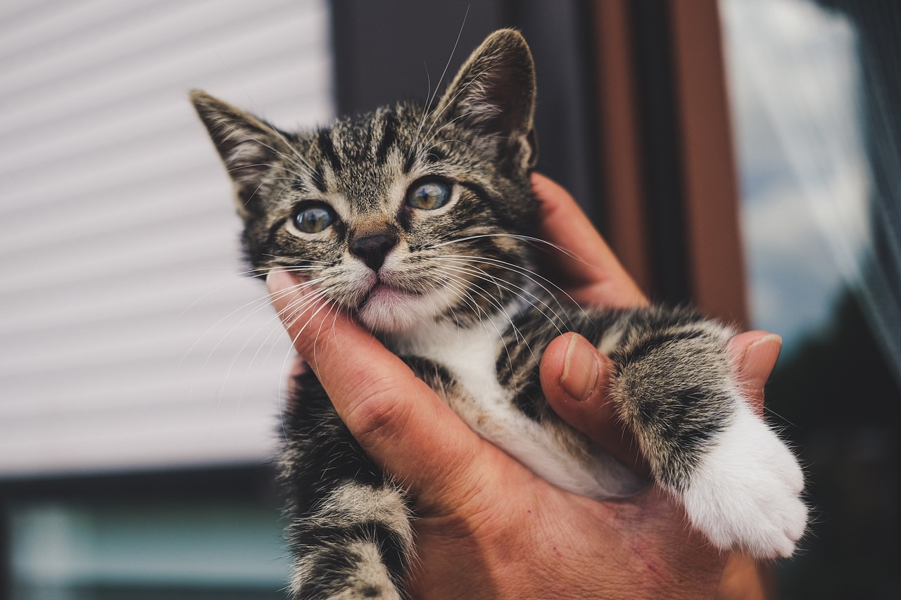 Essential Guide to Fostering Kittens for Beginners - CatPeek