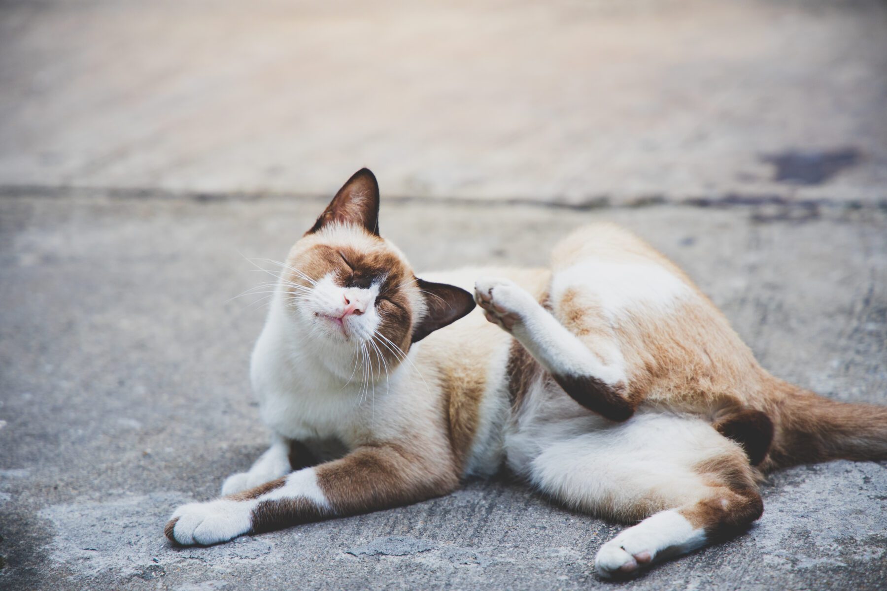 Essential Guide to Identifying and Treating Cat Bugs - CatPeek