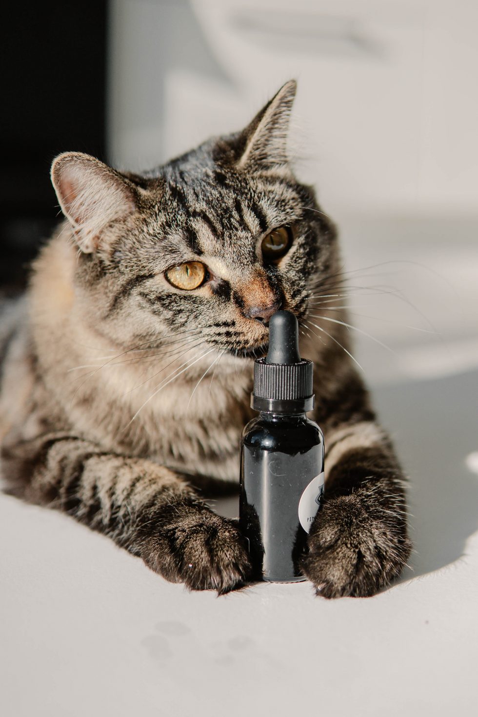 Cannabis Pet Care: Benefits for Cats and Dogs Explained - CatPeek