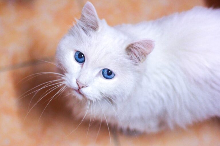Clavamox for Cats: Every Cat Owner Must Know This - CatPeek