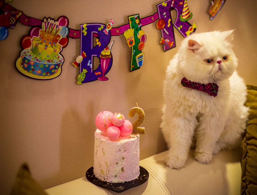 Throwing the Purr-fect Birthday Party for Your Cat - CatPeek