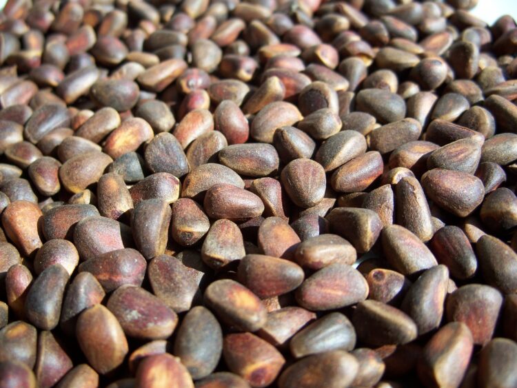 Can Cats Eat Pine Nuts? Safety and Health Considerations - CatPeek