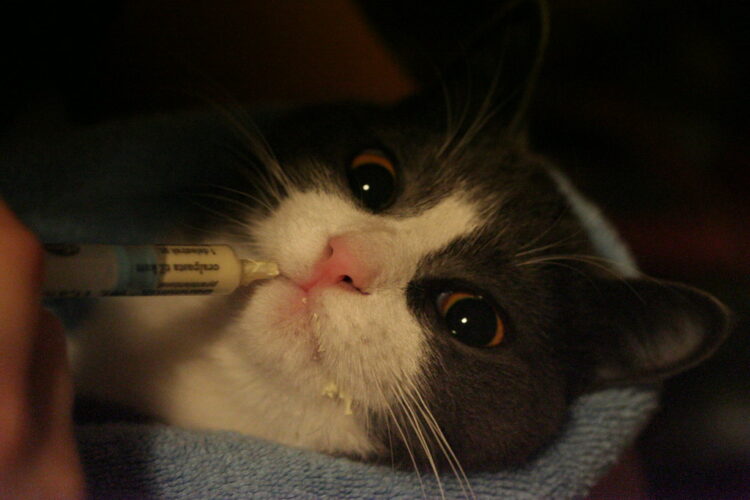 Miliary Dermatitis in Cats: Causes, Symptoms, Treatment - CatPeek