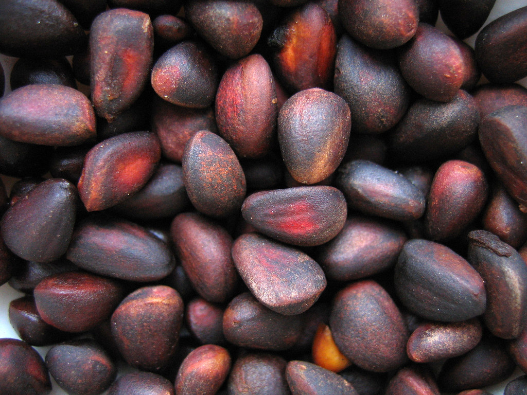 Can Cats Eat Pine Nuts? Safety and Health Considerations - CatPeek