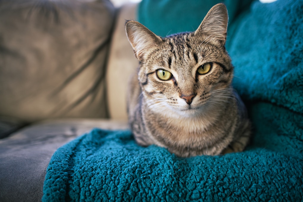 Why Do Cats Loaf? Exploring the Cat Loaf Pose and Its Meaning - CatPeek